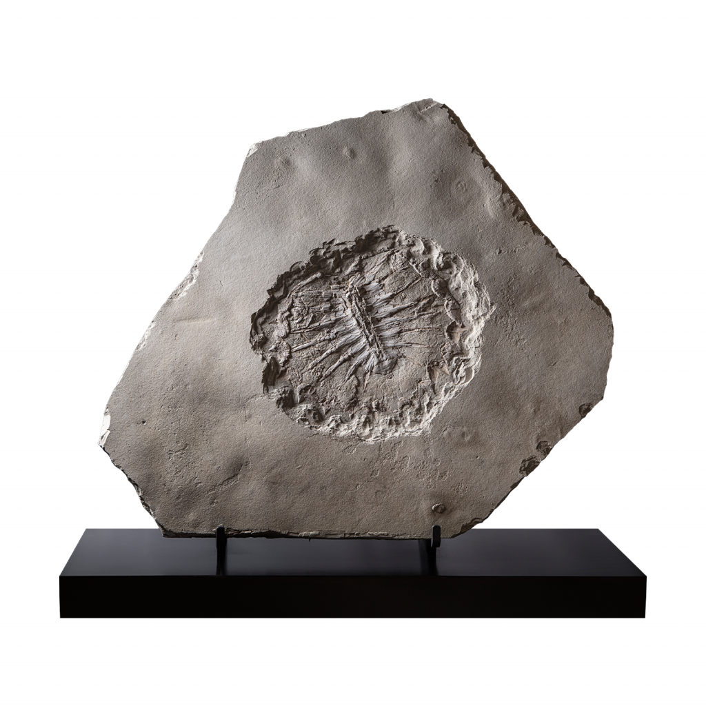Turtle Shell | Stefano Piccini Collections