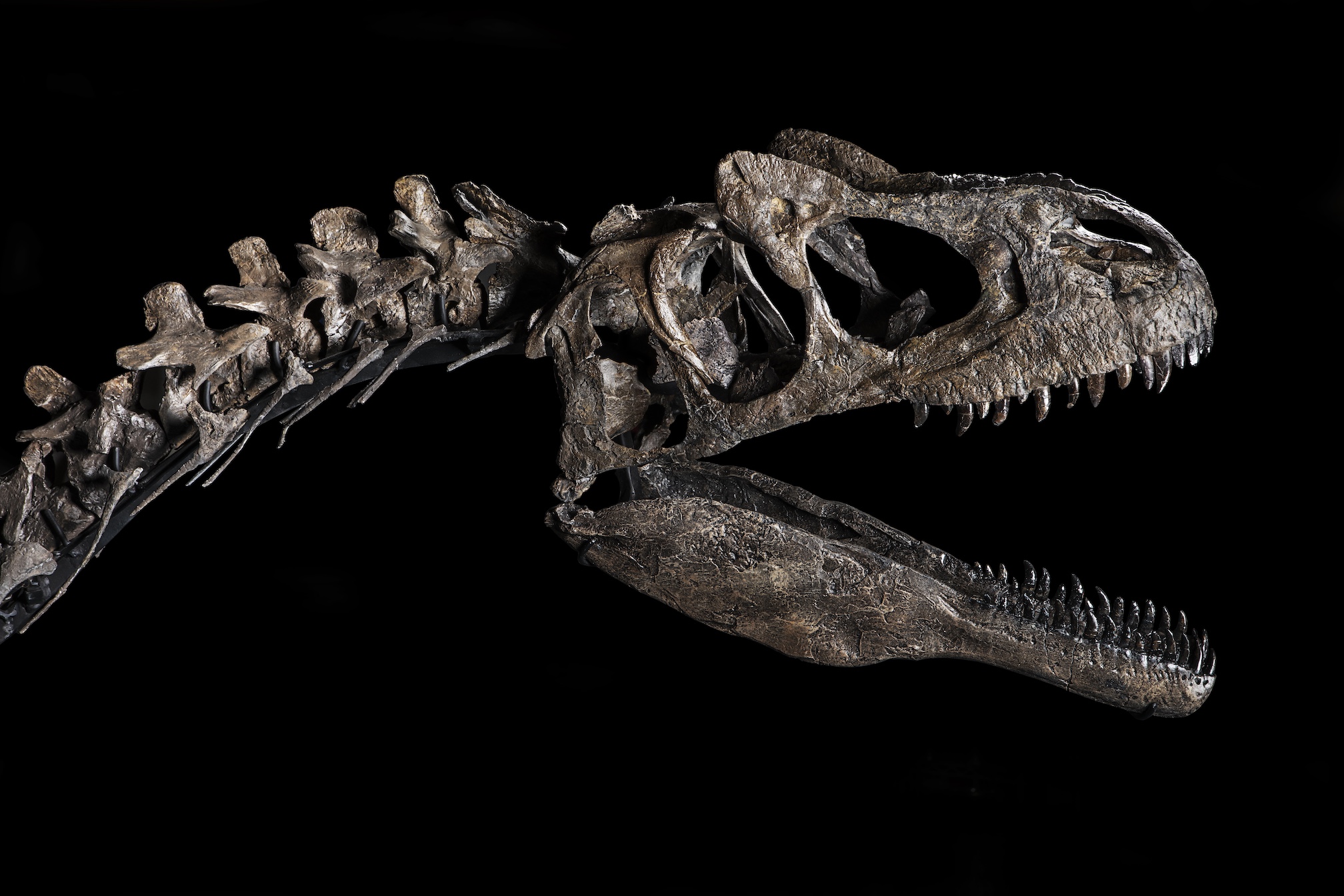 Allosaurus Skeleton | Stefano Piccini Collections